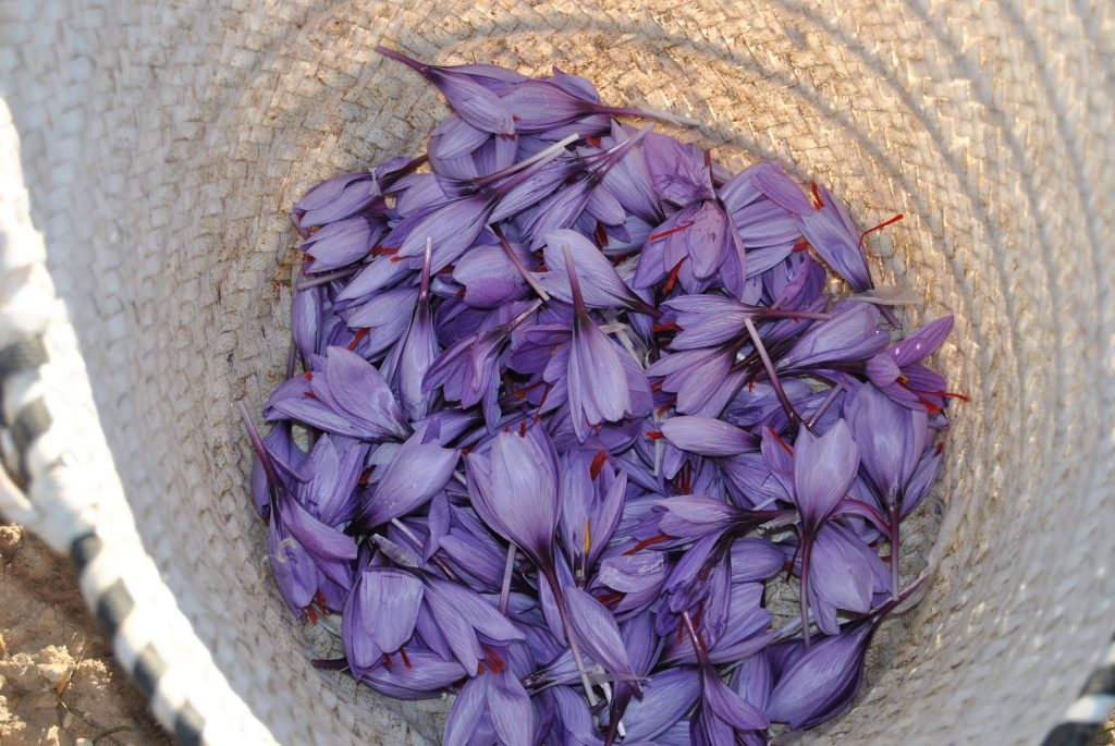 Découvrez les pistils de safran bio de chez Safranelle