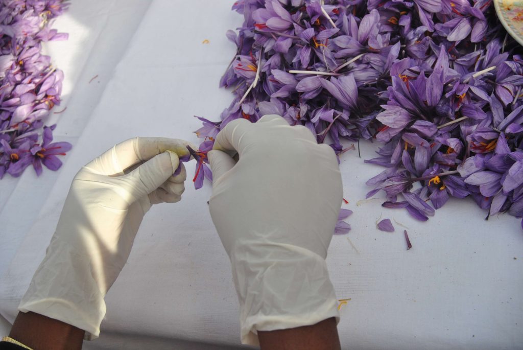 Découvrez les pistils de safran bio de chez Safranelle